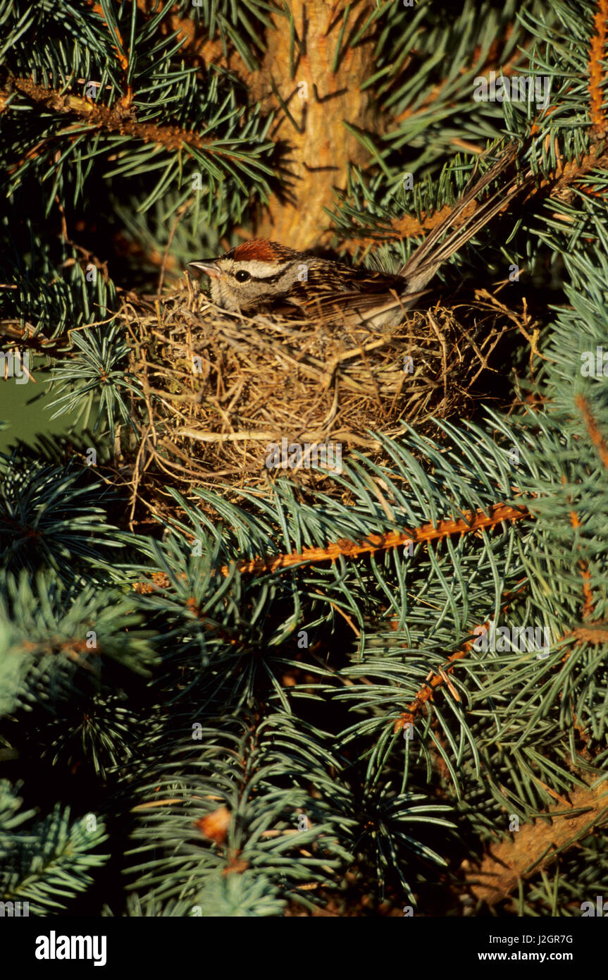 Chipping Sparrow (Spizella passerina) brooding nestlings, IL Stock ...