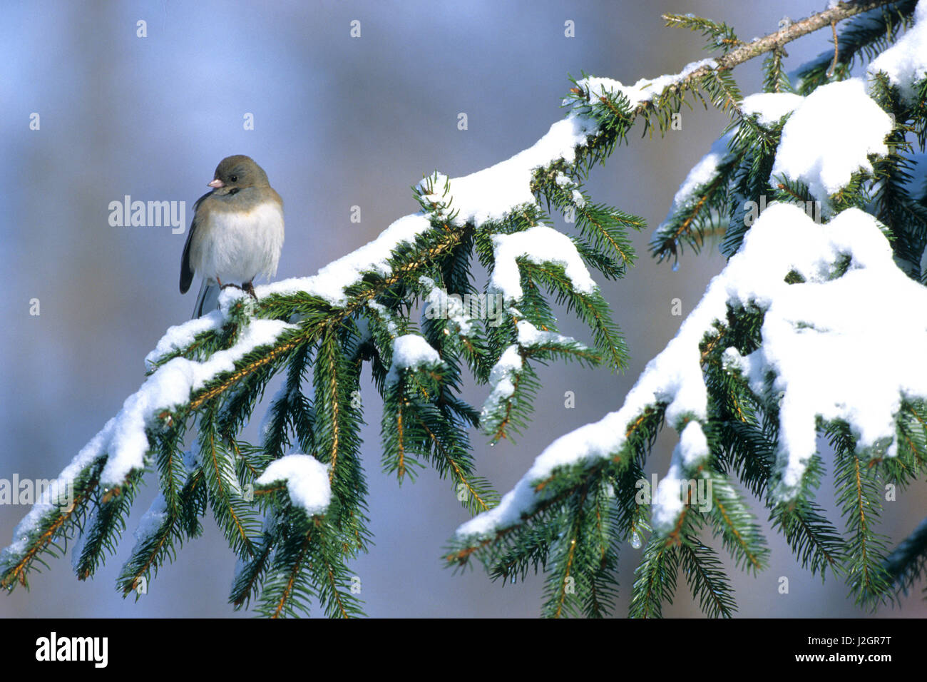 Dark-eyed Junco (Junco hyemalis) in winter, Marion, IL Stock Photo - Alamy