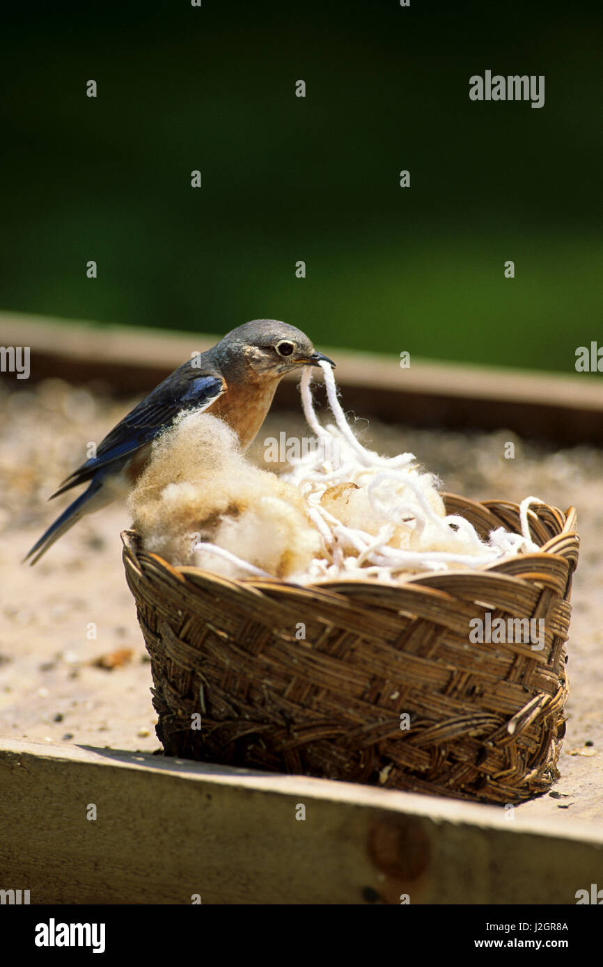 Eastern Bluebird (Sialia sialis) female gathering nesting material, IL ...