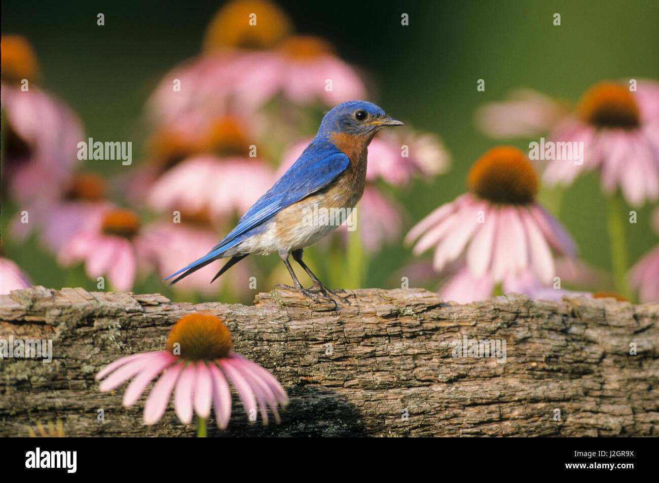 Purple thrush hi-res stock photography and images - Alamy