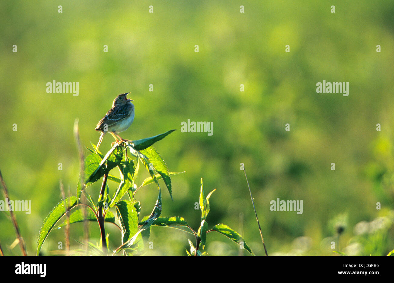 Grasshopper Sparrow (Ammodramus savannarum) singing, Karl Bartel ...