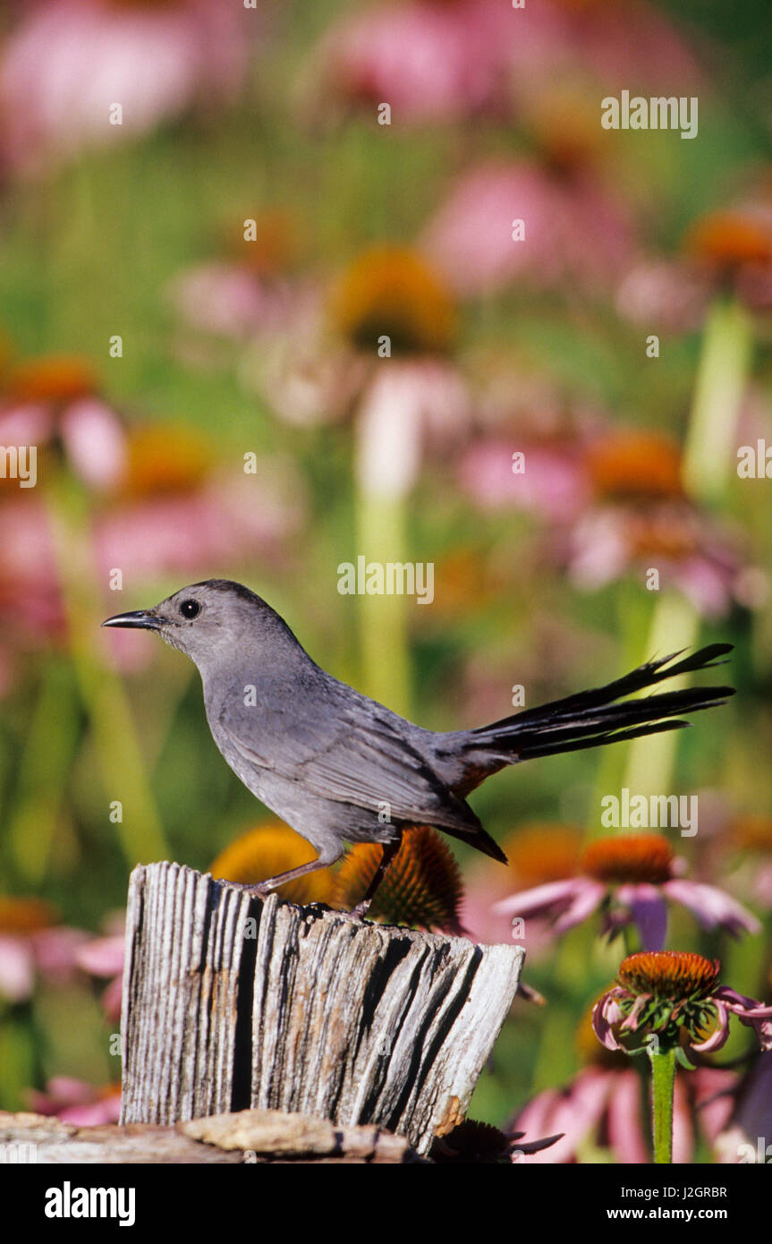Gray Catbird (Dumetella Carolinensis) on wooden fence near Purple ...