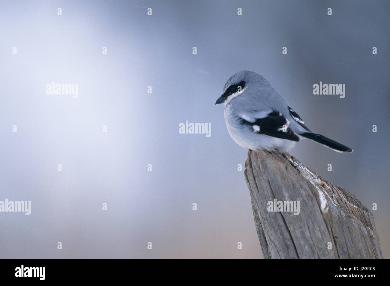 Loggerhead shrike butcher bird hi-res stock photography and images - Alamy