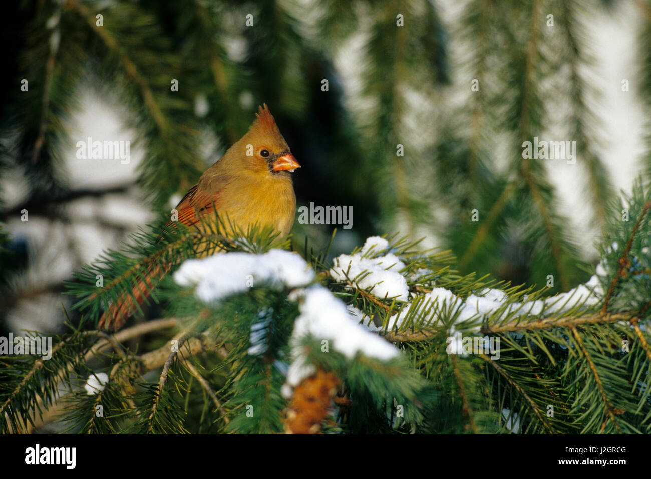 Northern Cardinal (Cardinalis cardinalis) female in spruce tree in ...