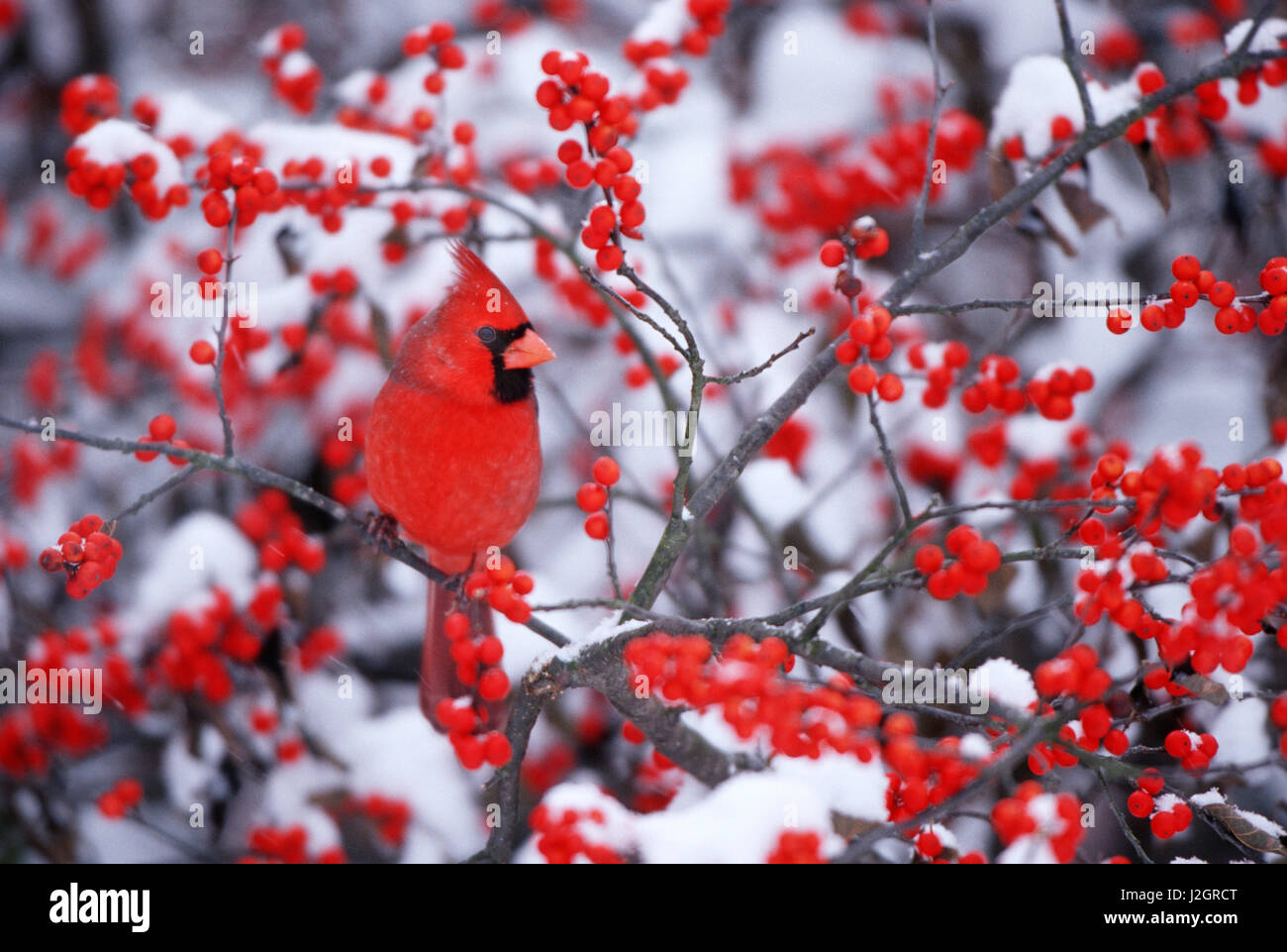 Cardinal and winterberry hi-res stock photography and images - Alamy