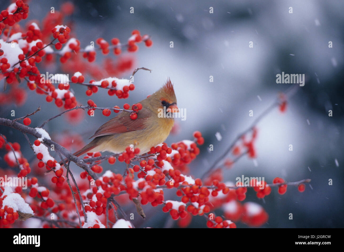 Cardinal bird male female hi-res stock photography and images - Alamy