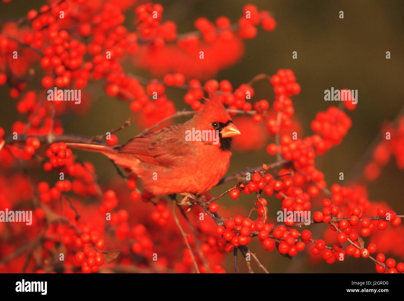 Cardinal in winterberry hi-res stock photography and images - Alamy