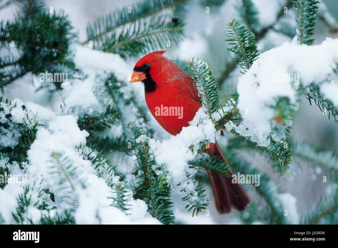 Northern Cardinal (Cardinalis cardinalis) male in fir tree in winter ...