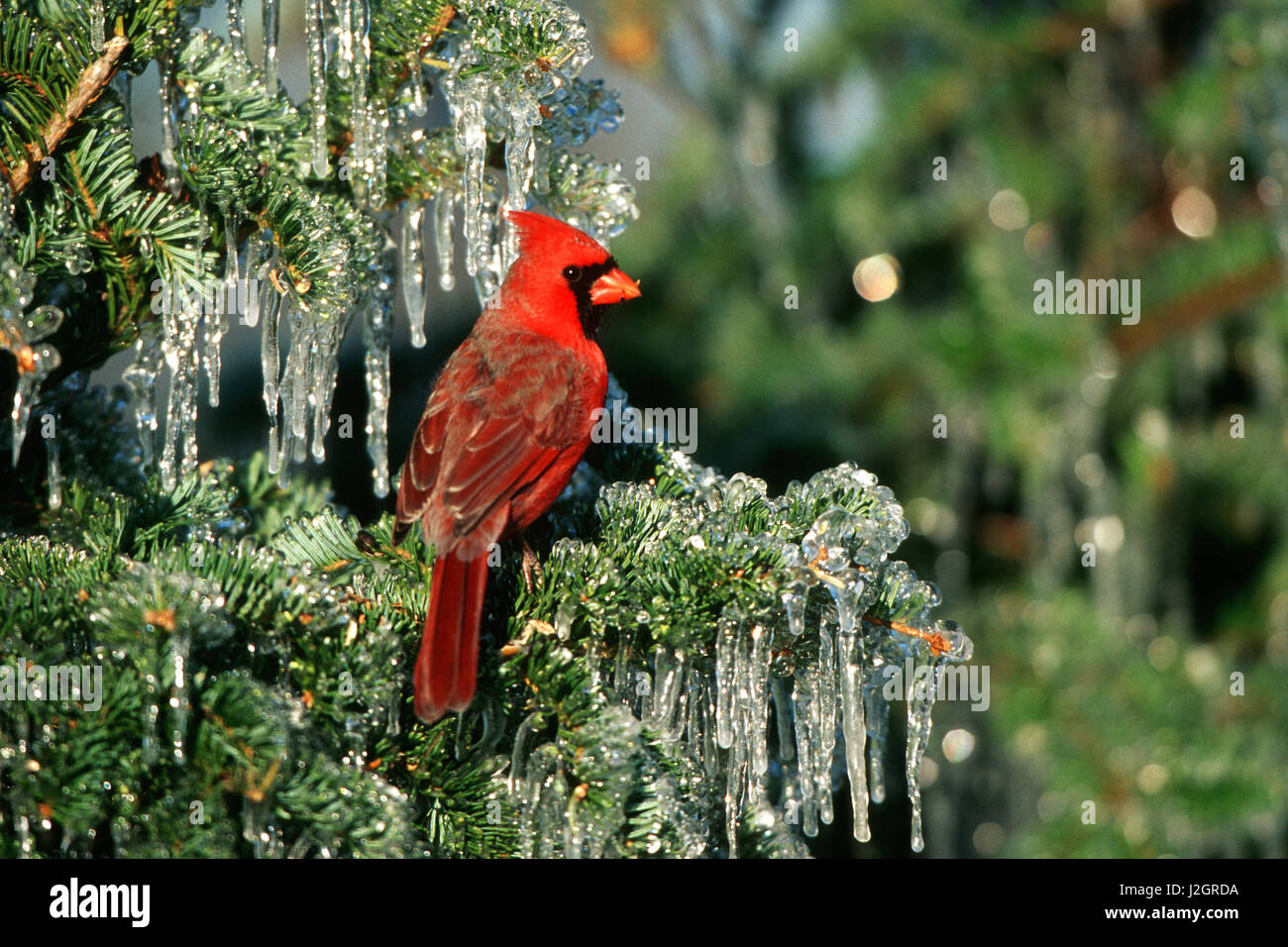 Northern Cardinal (Cardinalis cardinalis) male in icy fir tree, Marion ...