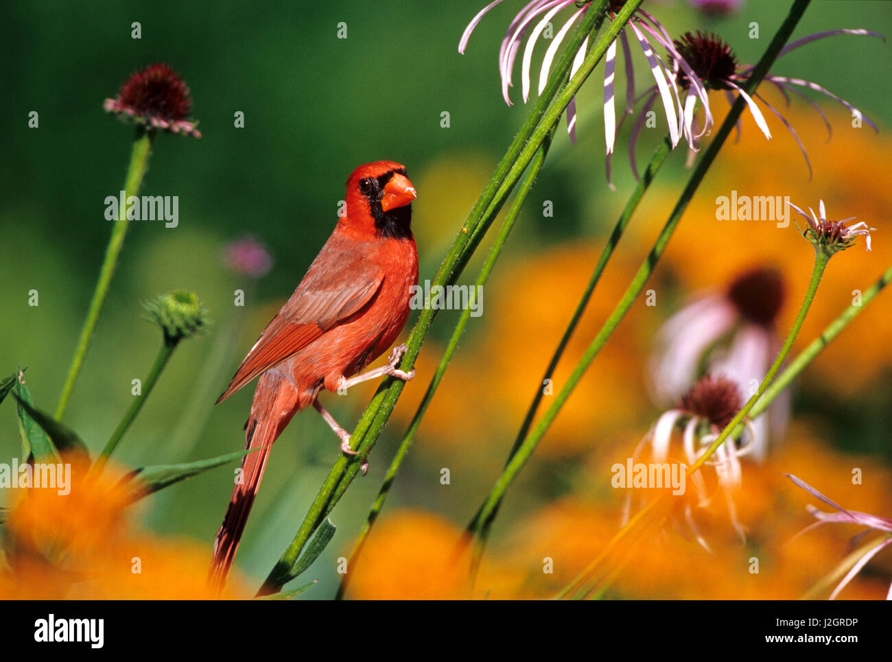 Northern Cardinal (Cardinalis cardinalis) male on Pale Purple ...