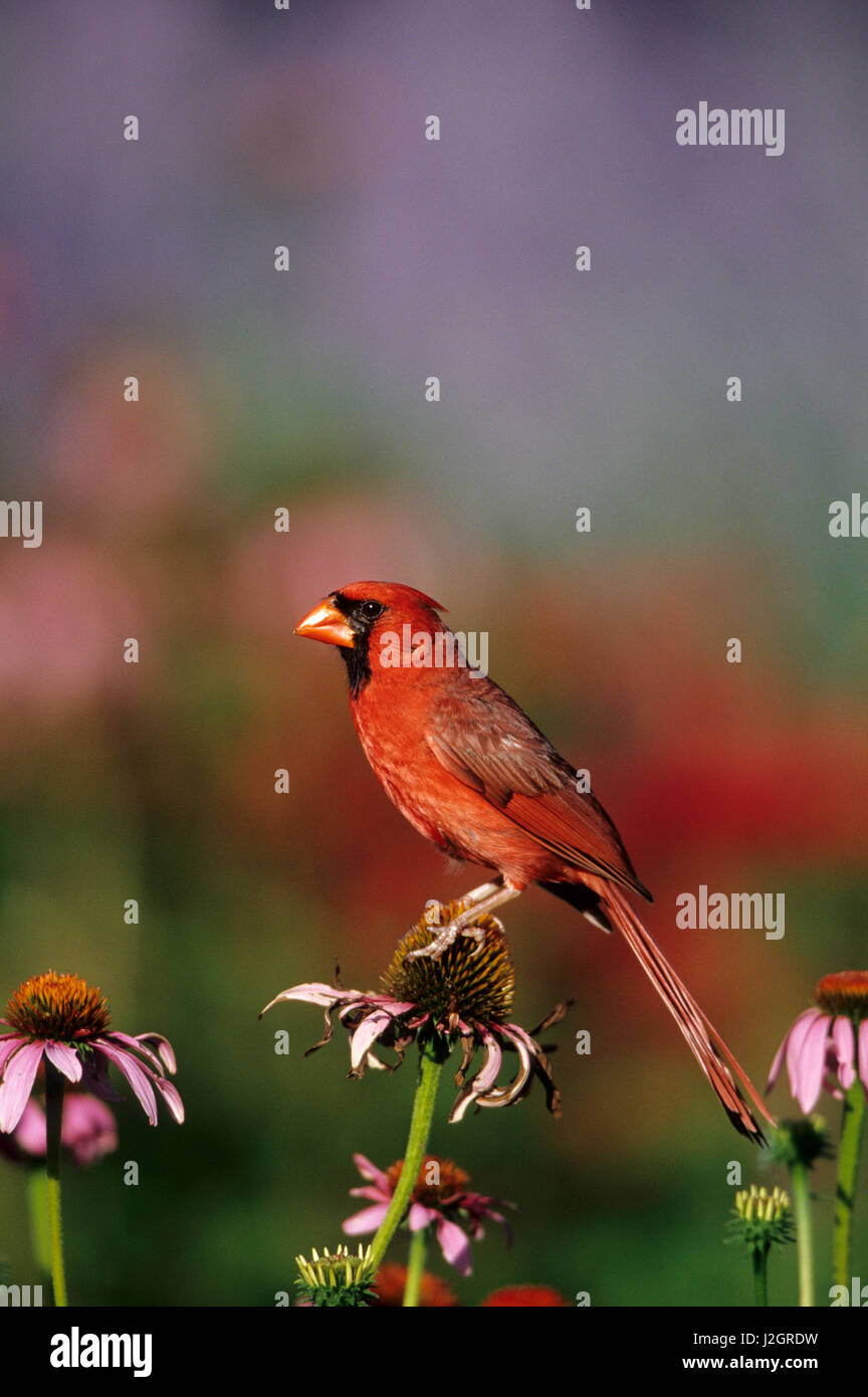 Northern Cardinal (Cardinalis cardinalis) male on Purple Coneflower ...