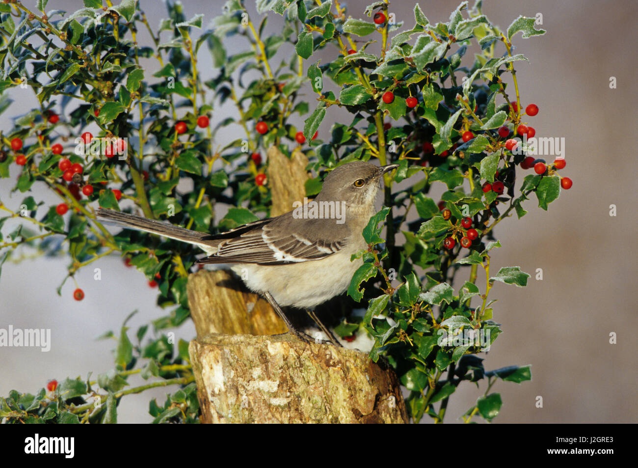 Northern Mockingbird (Mimus polyglottos) on stump near China Holly ...