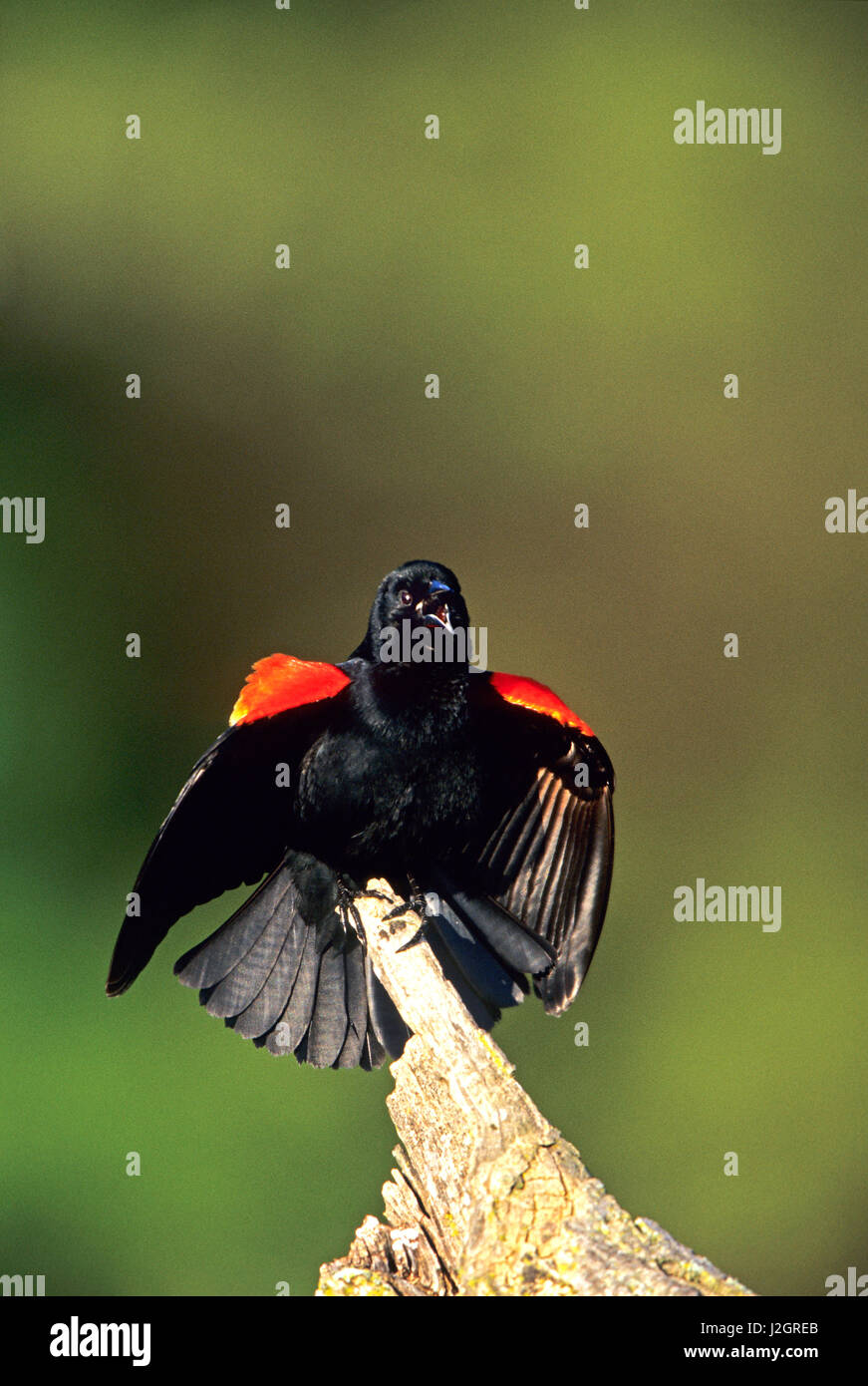 Red-winged Blackbird (Agelaius phoeniceus) male singing, displaying in ...