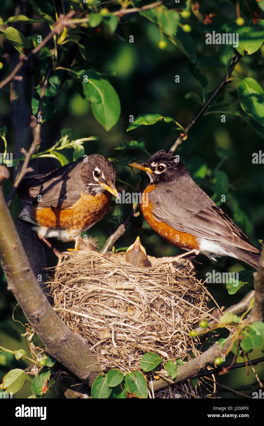 Robin Male Female High Resolution Stock Photography and Images - Alamy