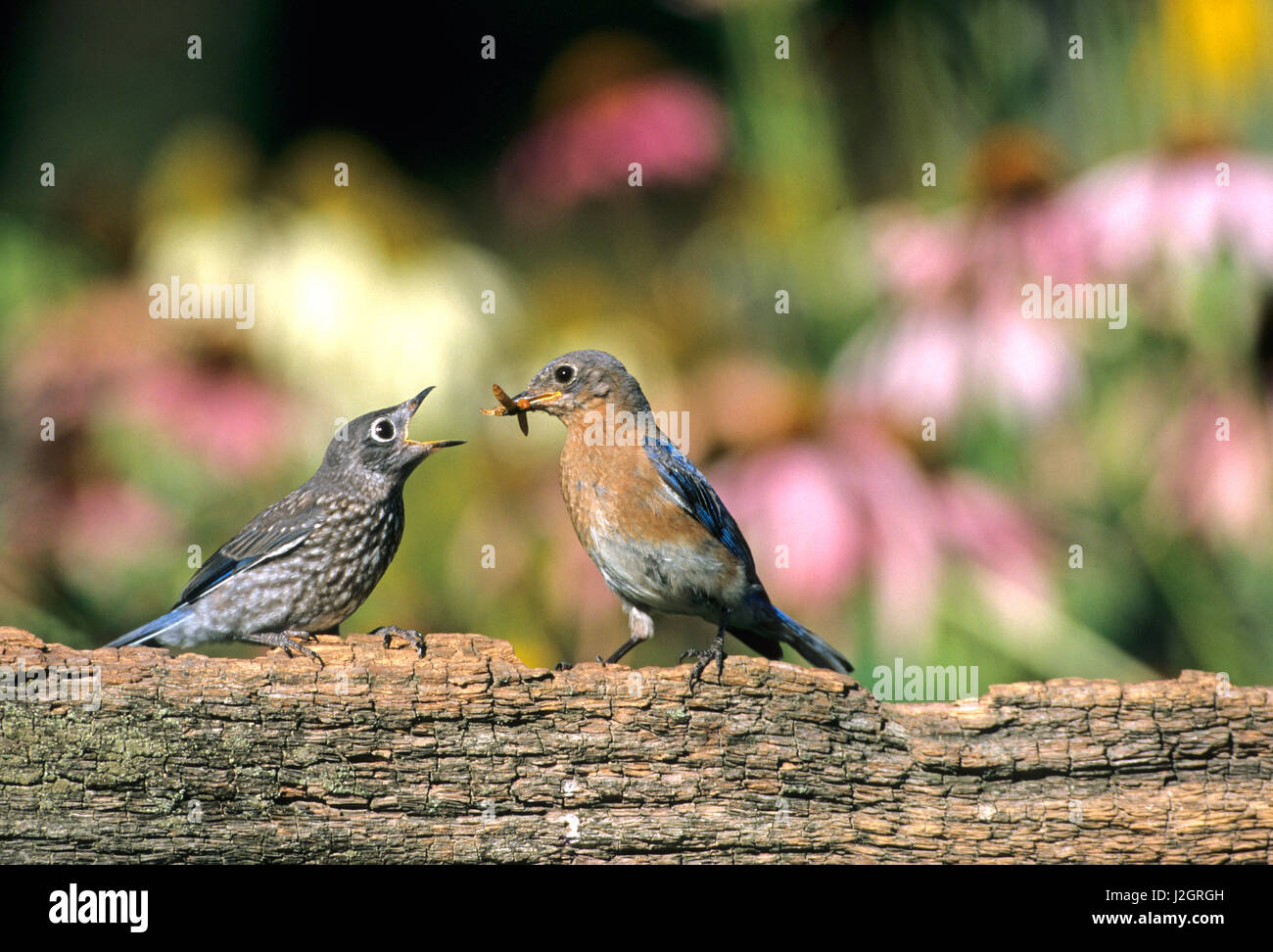 Eastern Bluebird (Sialia sialis) female feeding fledgling on fence near ...