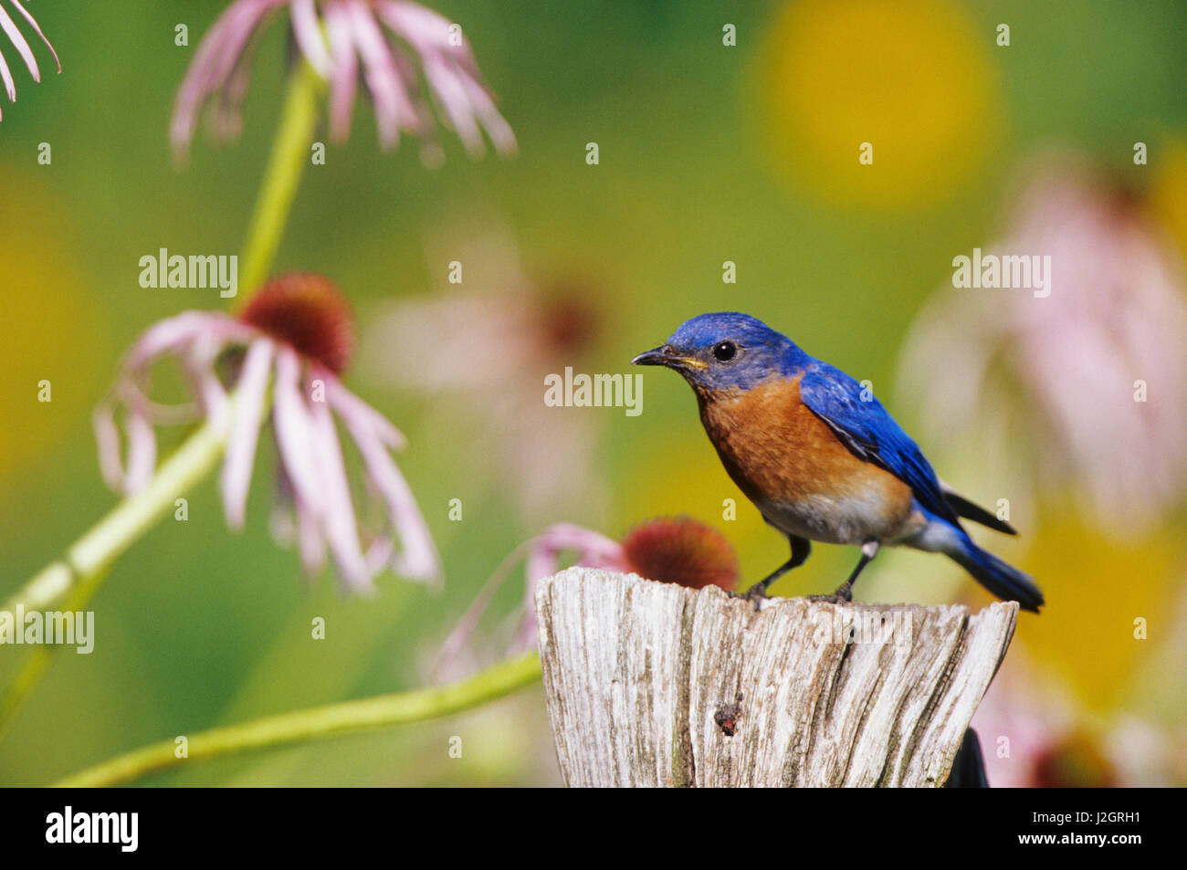 Bluebird on fencepost hi-res stock photography and images - Alamy