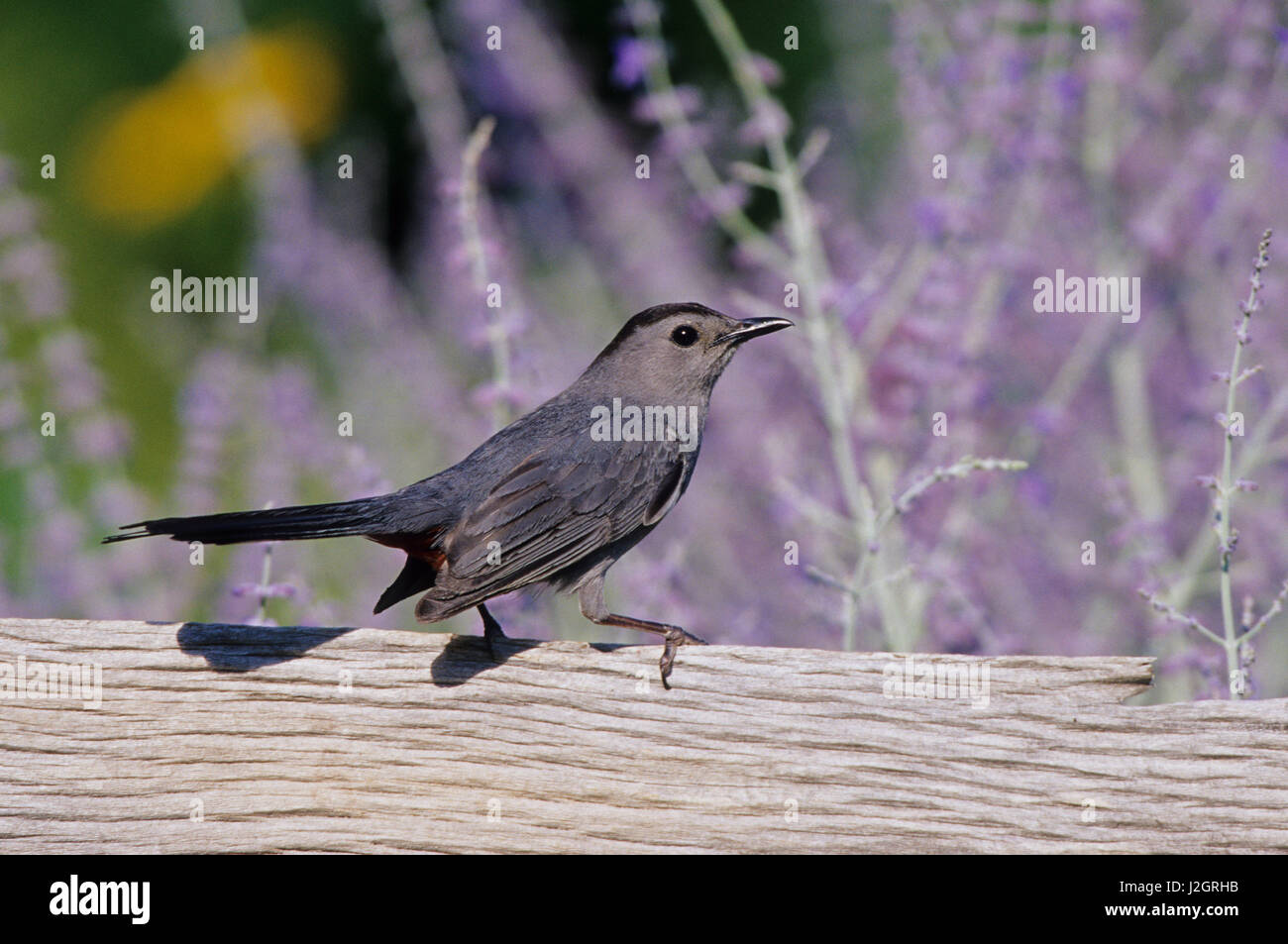 Gray Catbird (Dumetella carolinensis) on fence near Russian Sage ...