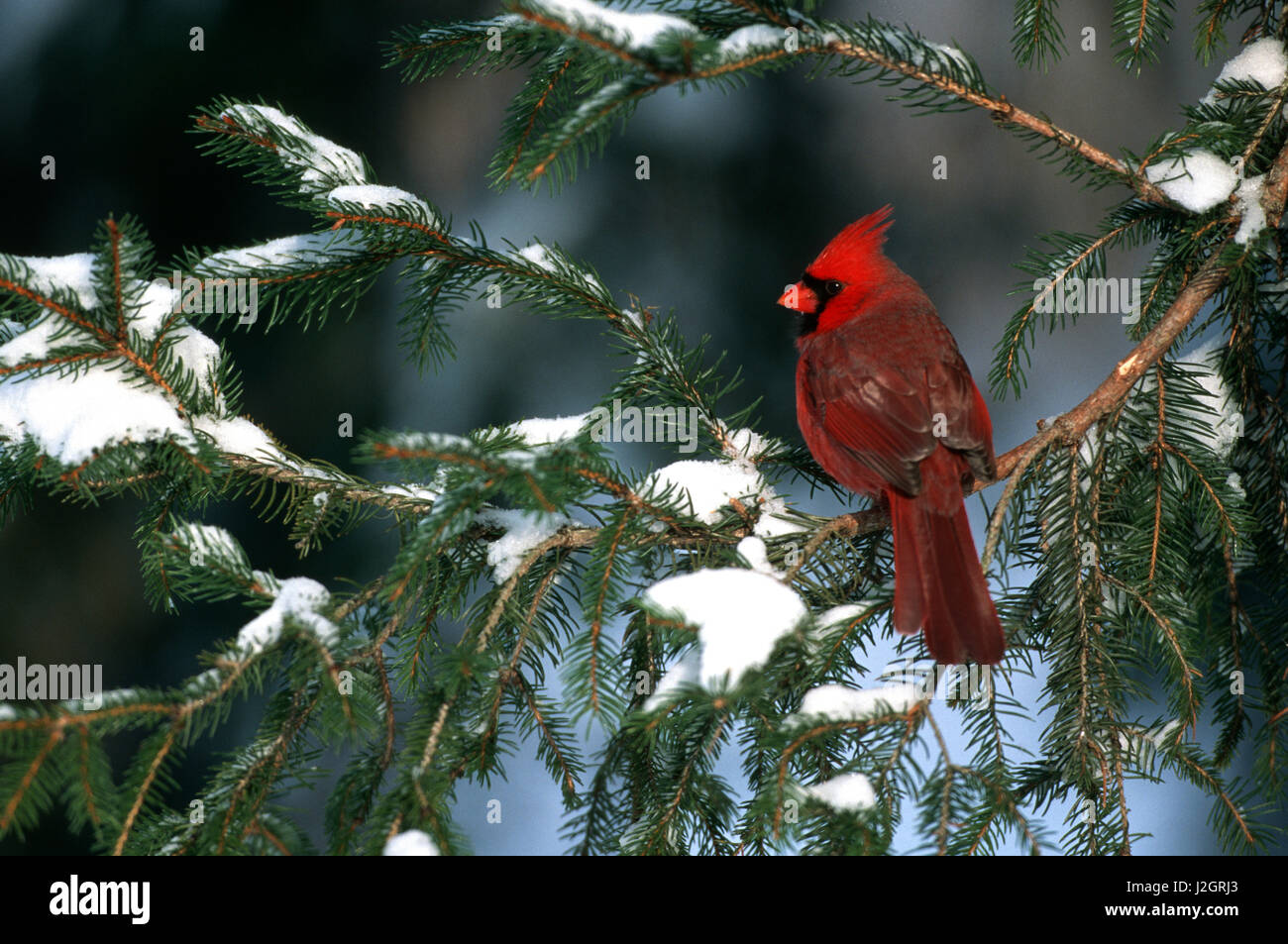 Northern Cardinal (Cardinalis cardinalis) male in spruce tree in winter ...