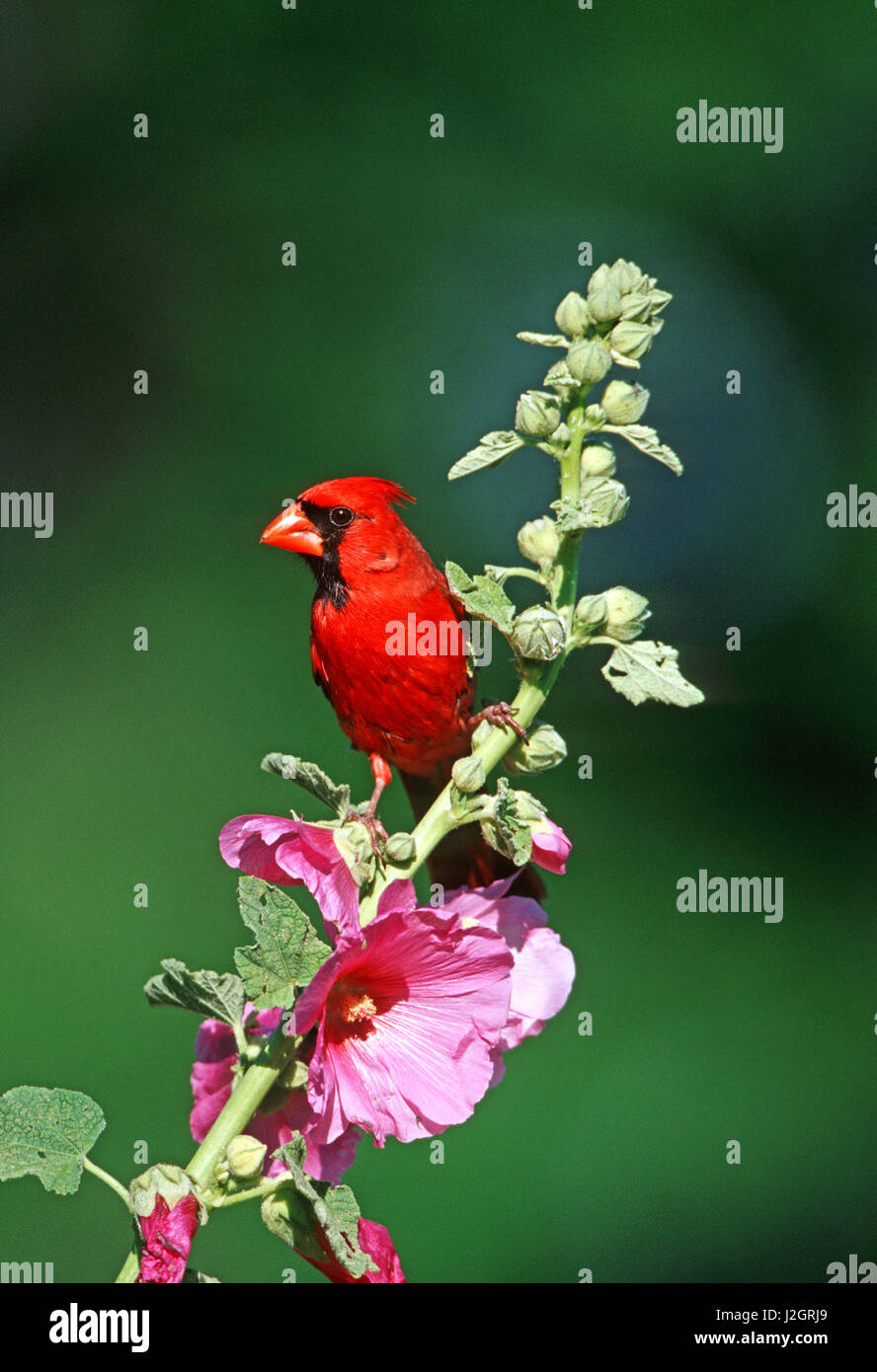 Northern Cardinal (Cardinalis cardinalis) male on Hollyhock (Alcea ...