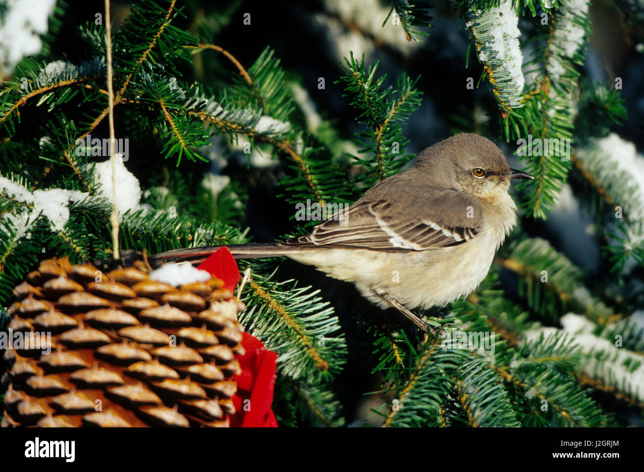 Northern Mockingbird (Mimus polyglottos) in Fir tree in winter Marion ...