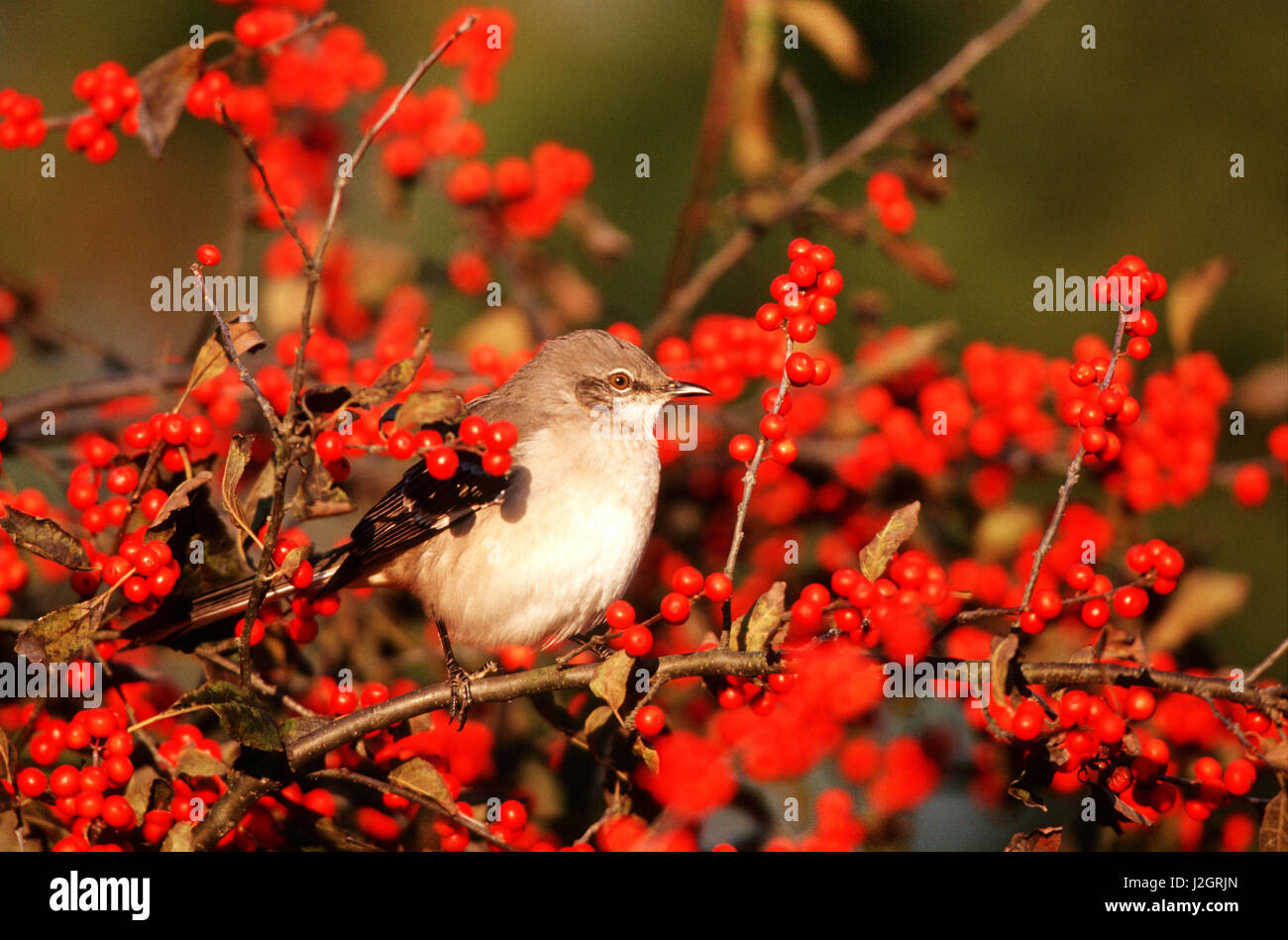 Territorial mockingbird hi-res stock photography and images - Alamy