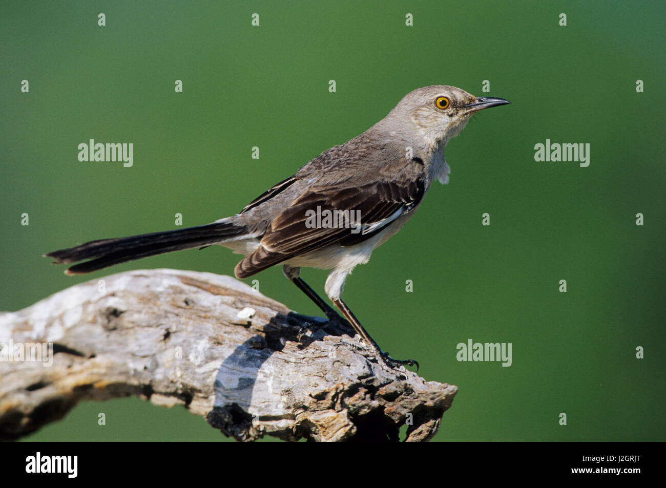 Northern Mockingbird (Mimus polyglottos) Starr County, Texas Stock ...