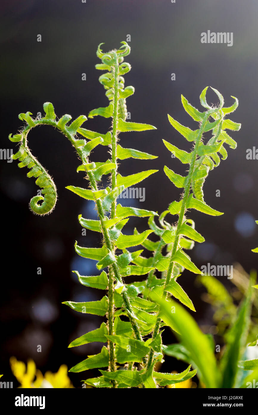 Curved fern hi-res stock photography and images - Alamy