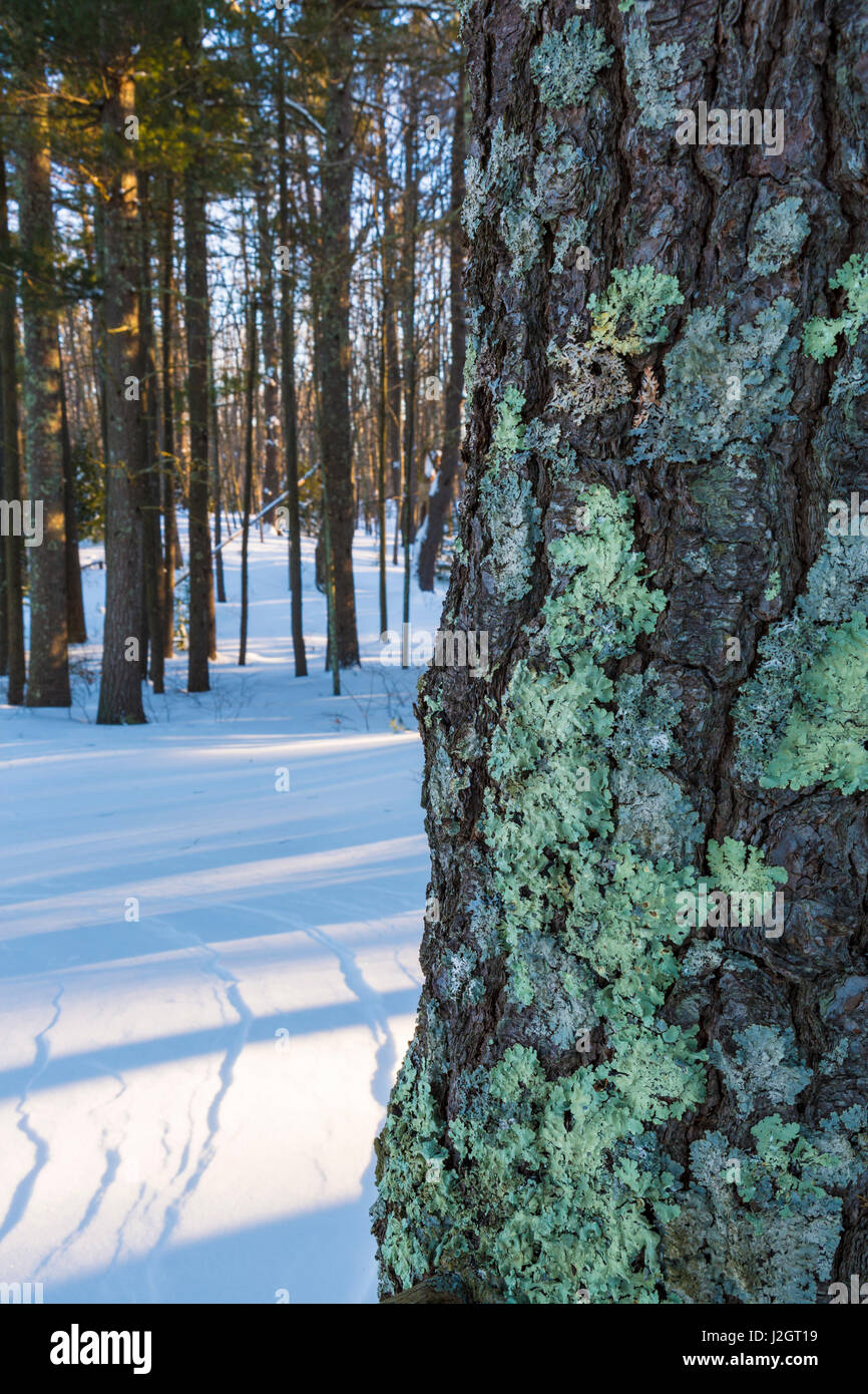 Lichen on a white pine tree in winter in the Dame Forest preserve in ...