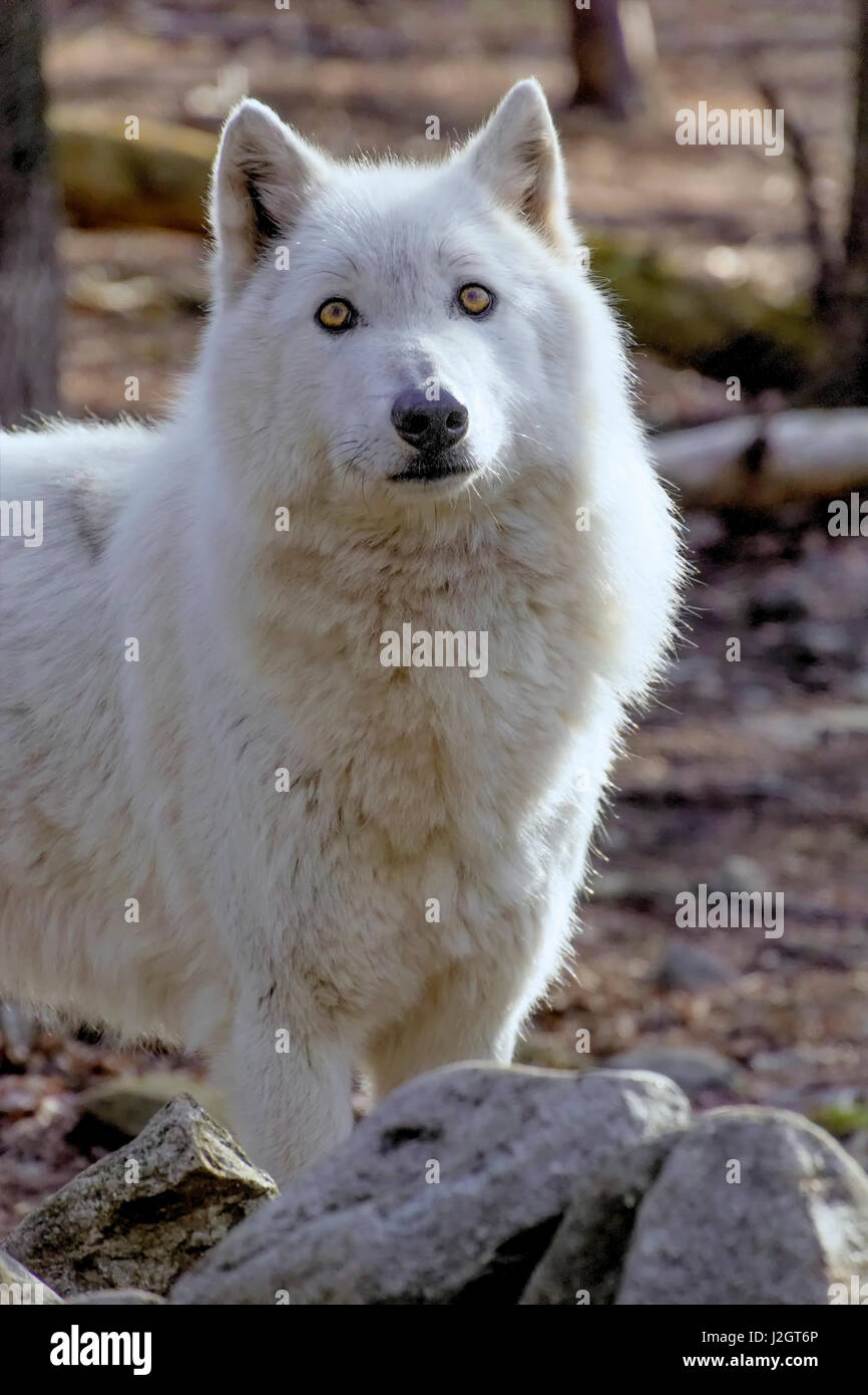 USA, New Jersey, Columbia, Lakota Wolf Preserve. Close-up of Arctic ...