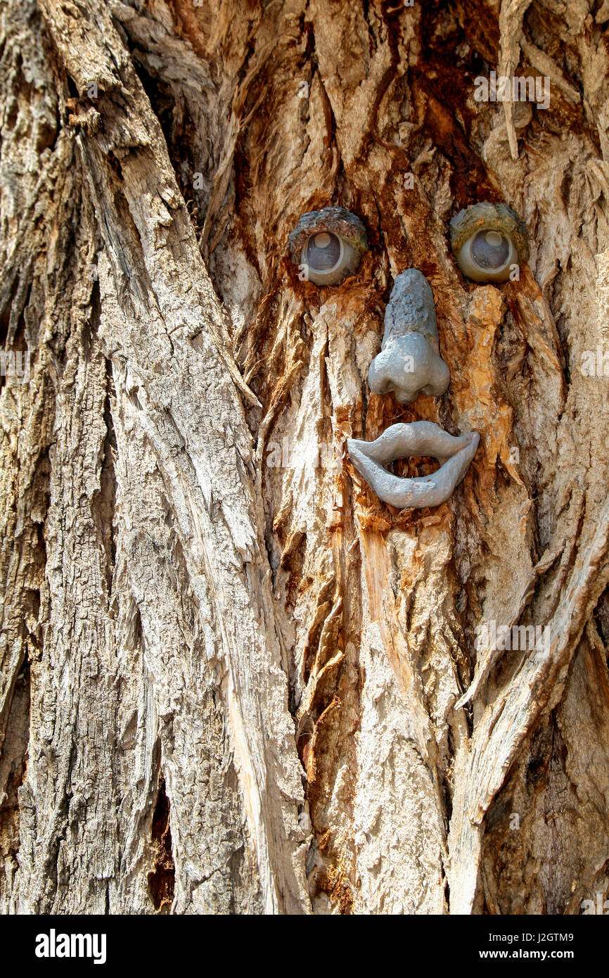 Funny face on a tree trunk, Gallup, New Mexico, USA Stock Photo - Alamy