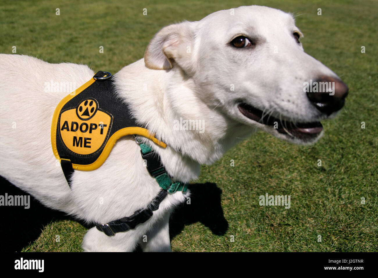 Dog adopt mexico hi-res stock photography and images - Alamy