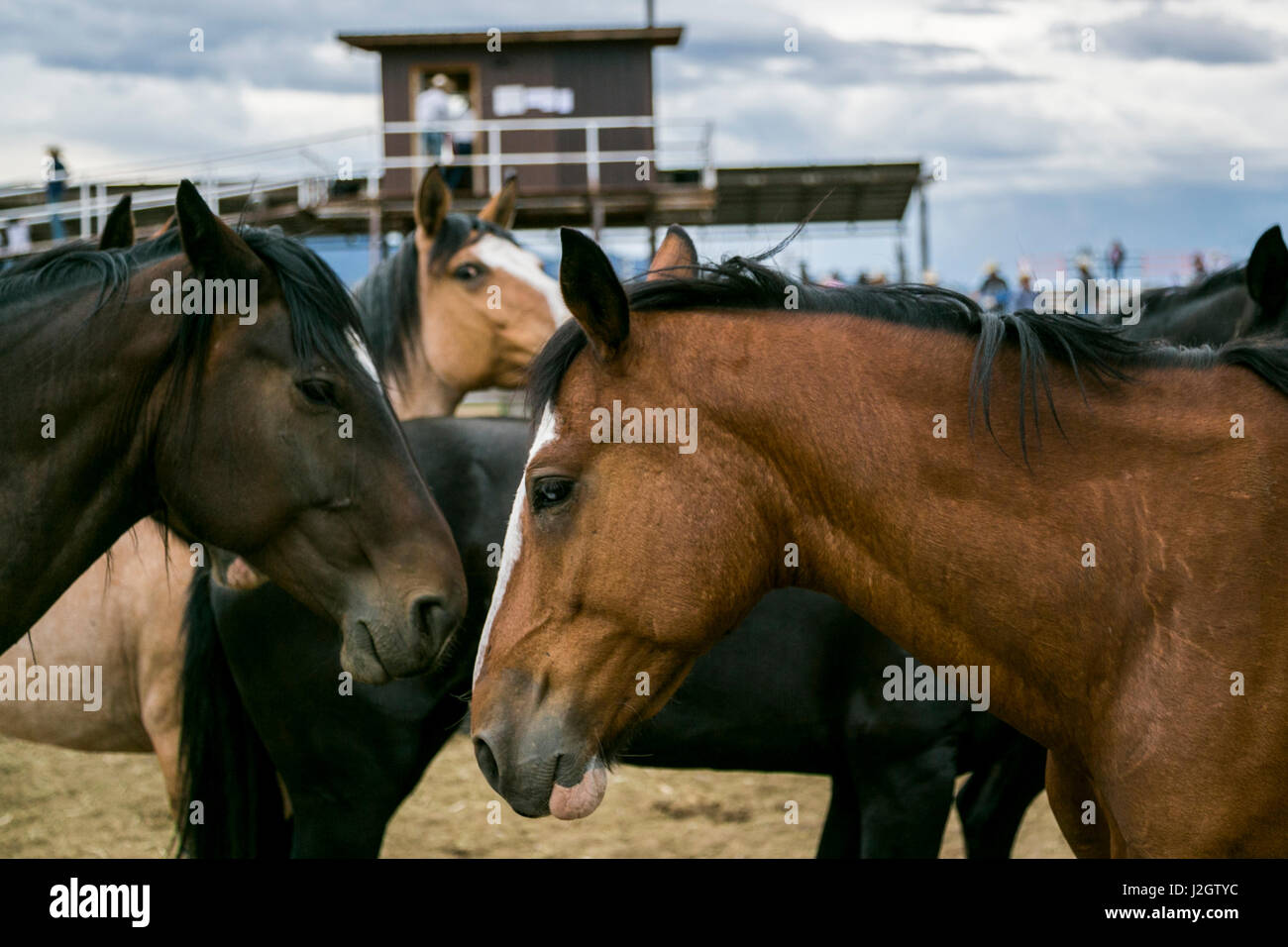 Taos, New Mexico, USA. Small town western rodeo Stock Photo - Alamy
