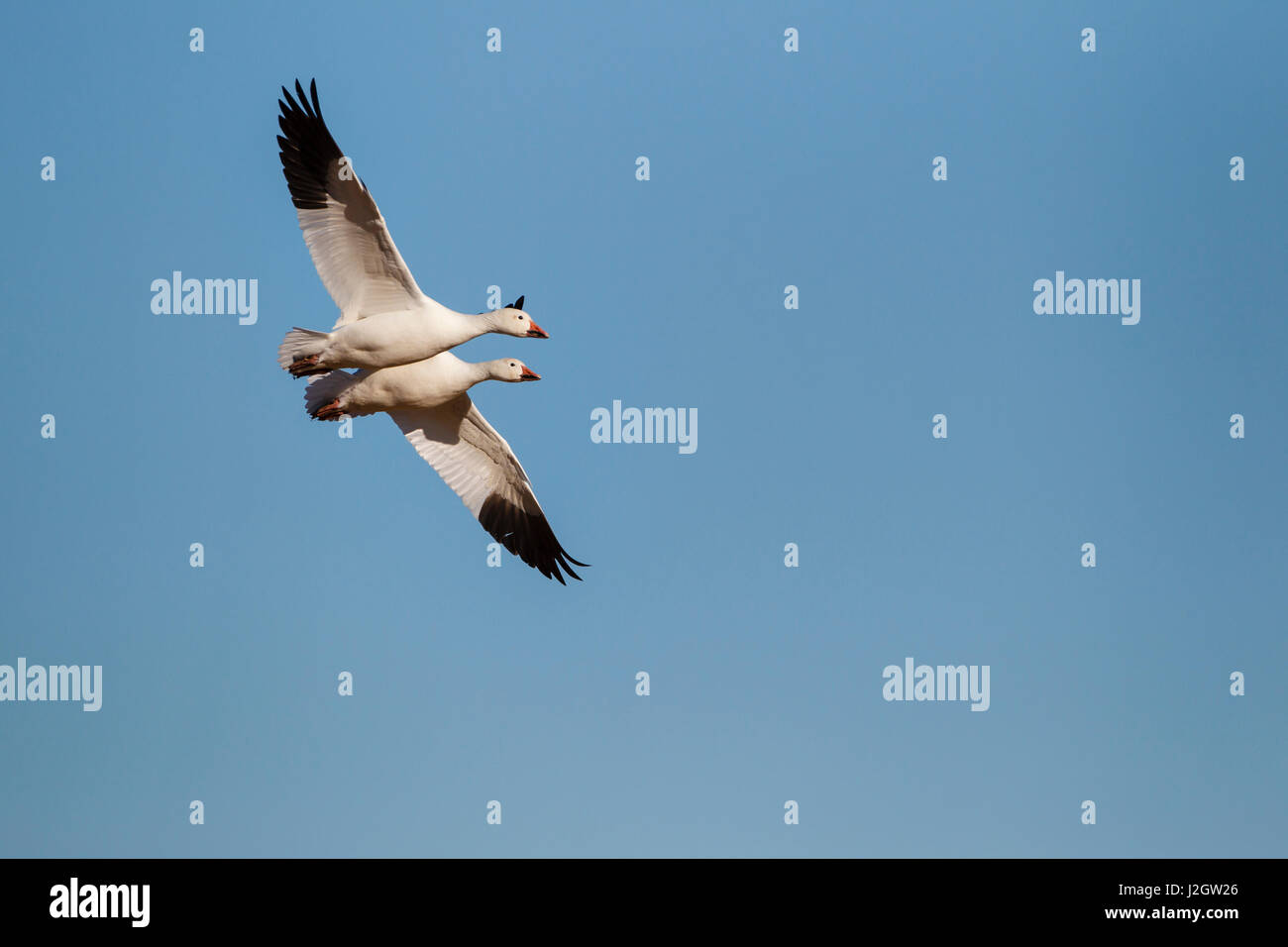 Snow Geese (Chen Caerulescens) pair in flight Stock Photo - Alamy