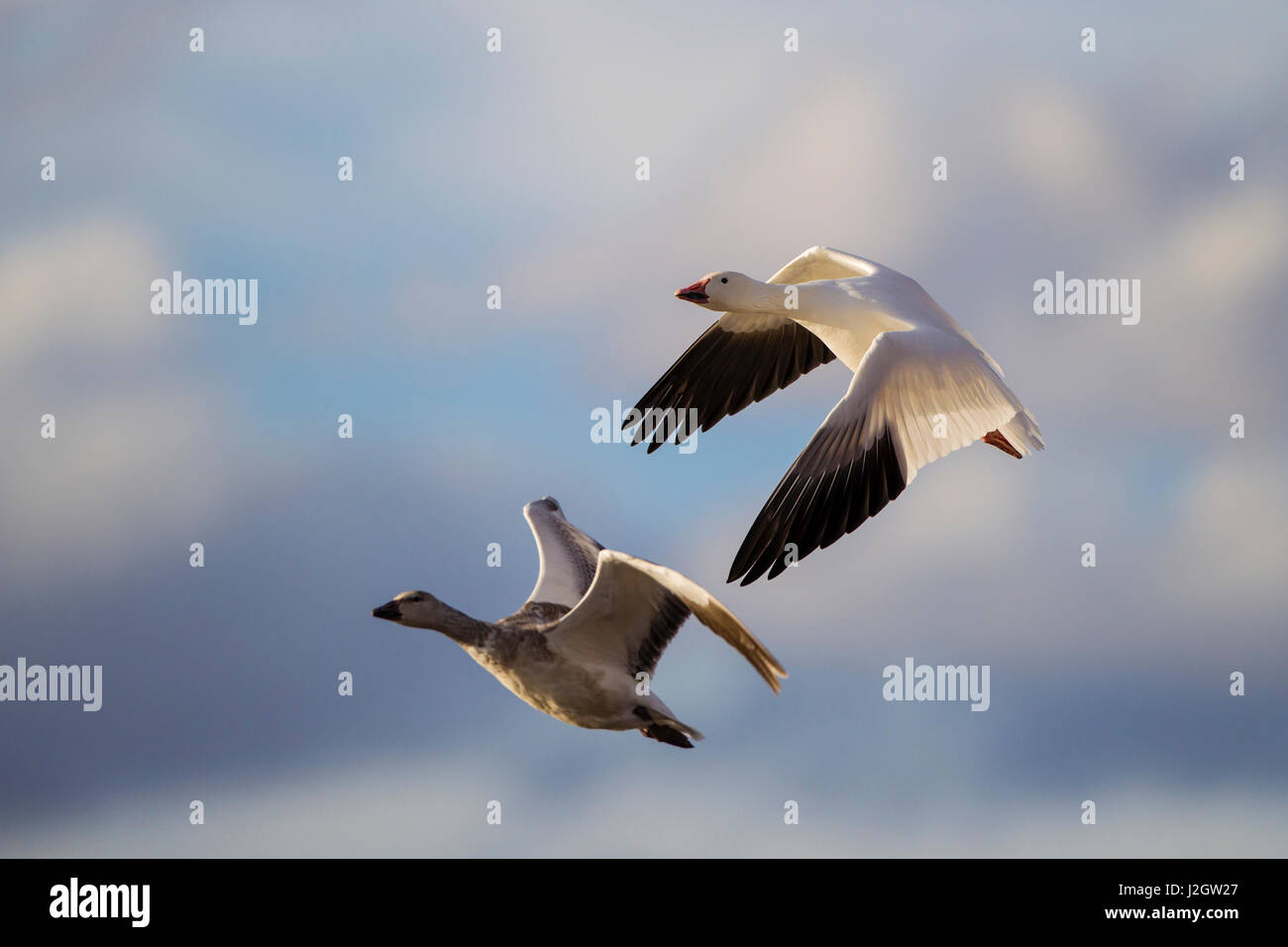 Snow Geese (Chen Caerulescens) pair in flight Stock Photo - Alamy