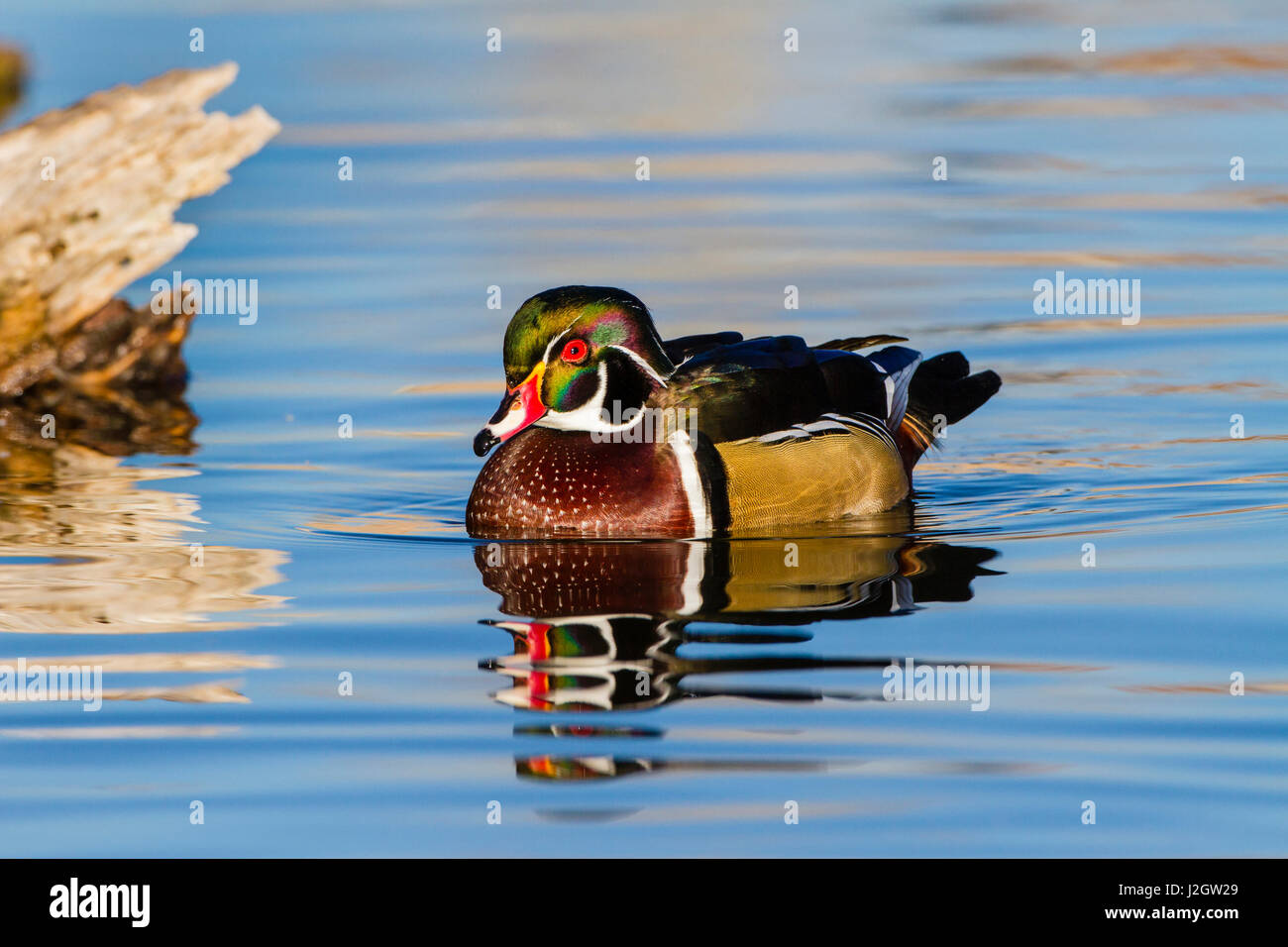 Wood Ducks (Aix Sponsa) male in pond Stock Photo - Alamy