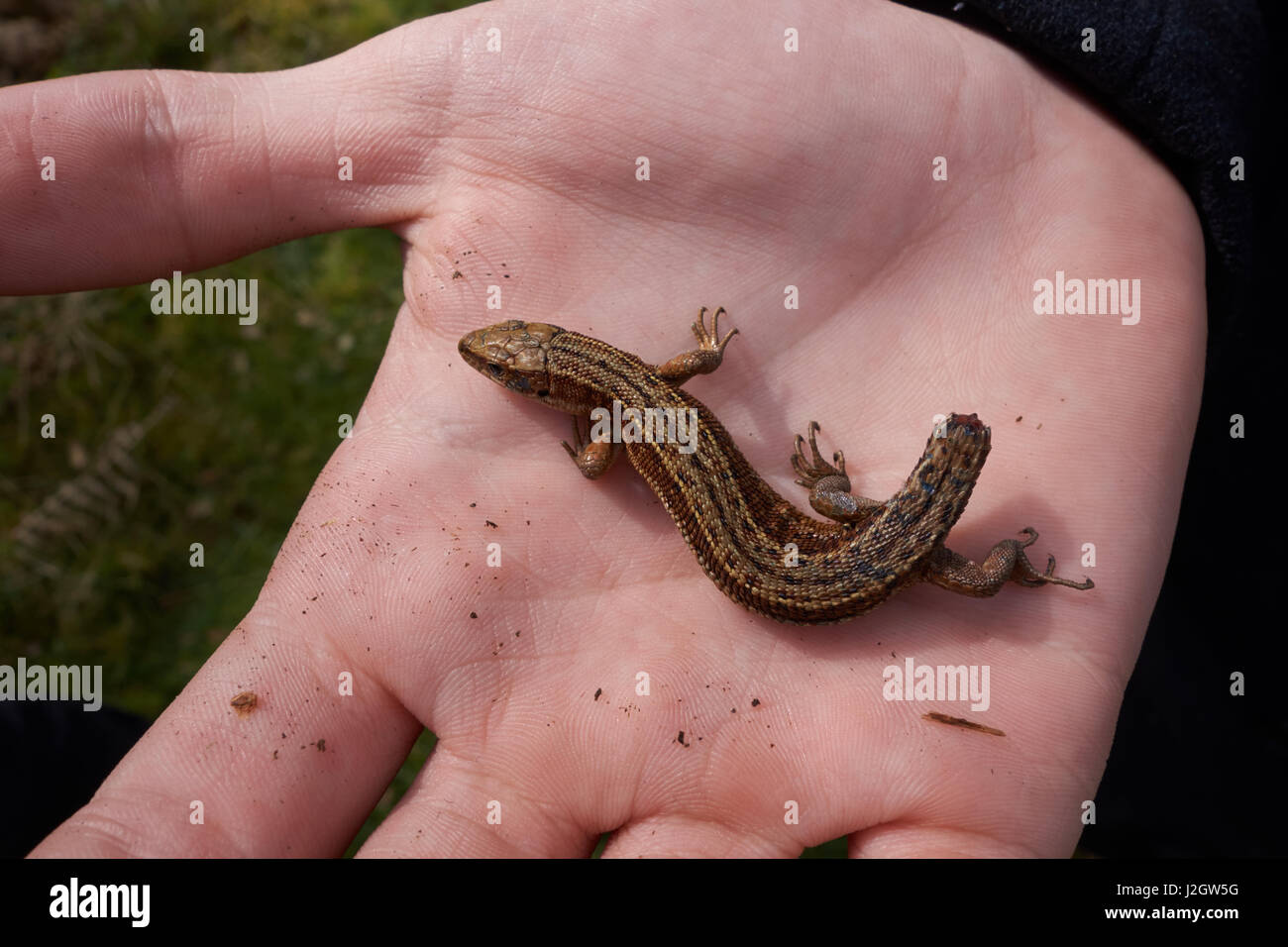 Shed tail hi-res stock photography and images - Alamy