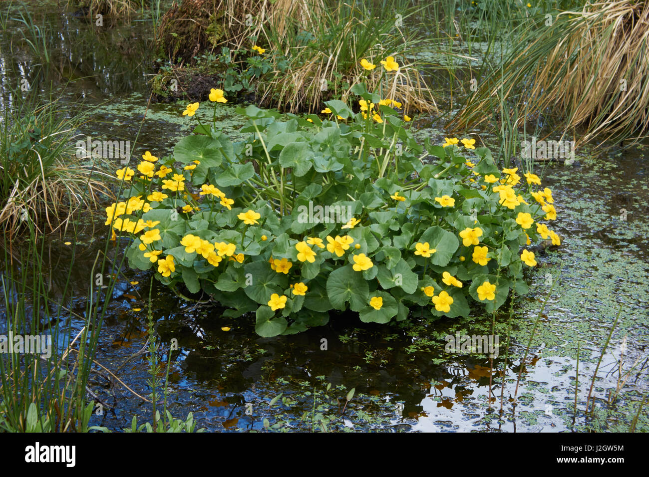 Marsh marigold in flower hi-res stock photography and images - Alamy