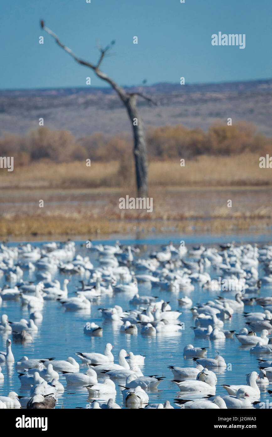 Migrating snow and rosss geese hi-res stock photography and images - Alamy