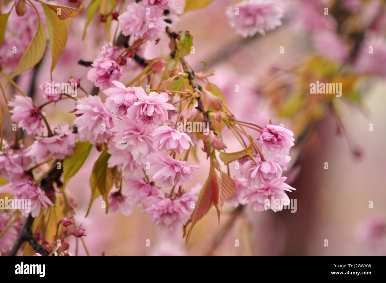 Pink blooming sakura tree branch in the spring park in Gdynia Stock ...