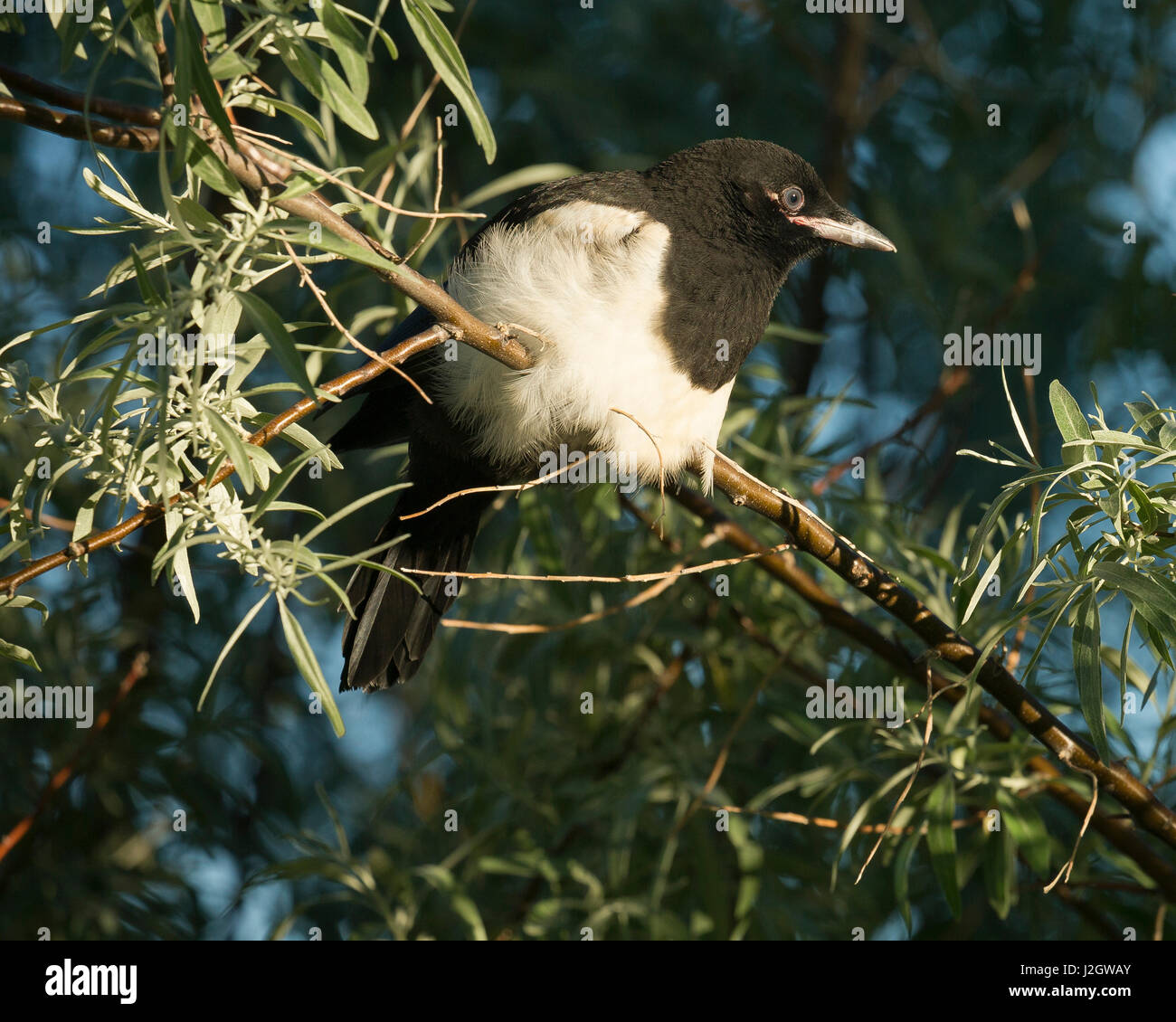 Black-billed Magpie fledgling, Pica hudsonia, New Mexico, wild Stock ...