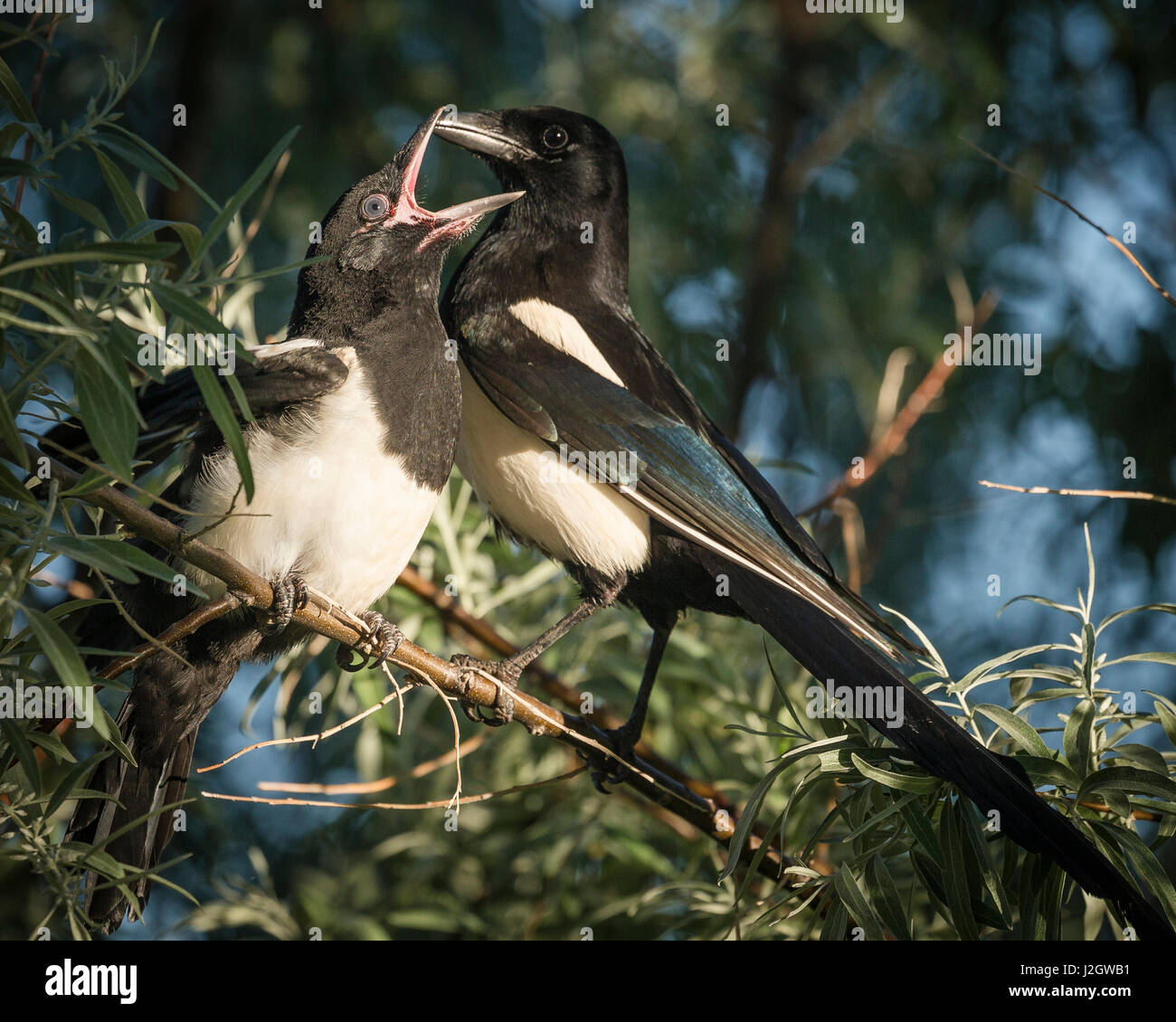 Black-billed Magpie fledgling being fed by parent, Pica hudsonia, New ...