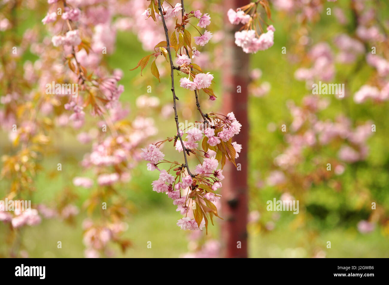 Pink blooming sakura tree branch in the spring park in Gdynia Stock ...