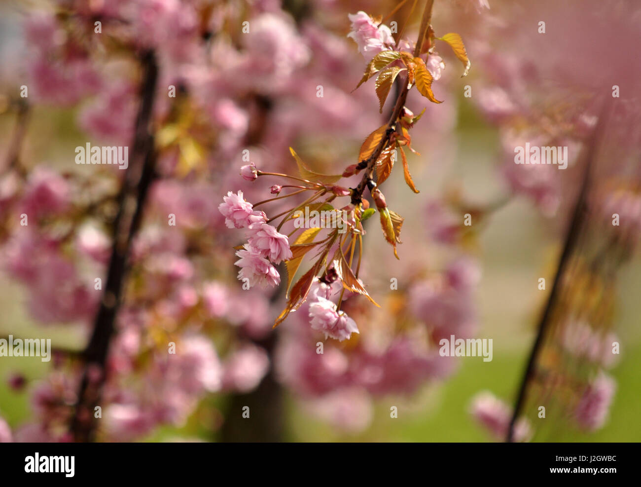 Pink blooming sakura tree branch in the spring park in Gdynia Stock ...