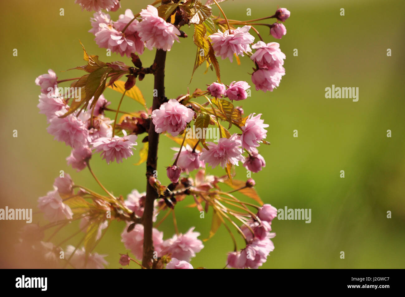 Pink blooming sakura tree branch in the spring park in Gdynia Stock ...