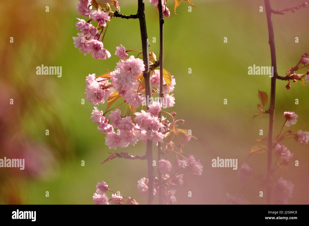 Pink blooming sakura tree branch in the spring park in Gdynia Stock ...