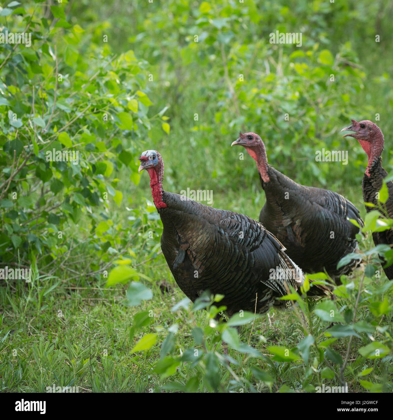 Merriami hi-res stock photography and images - Alamy