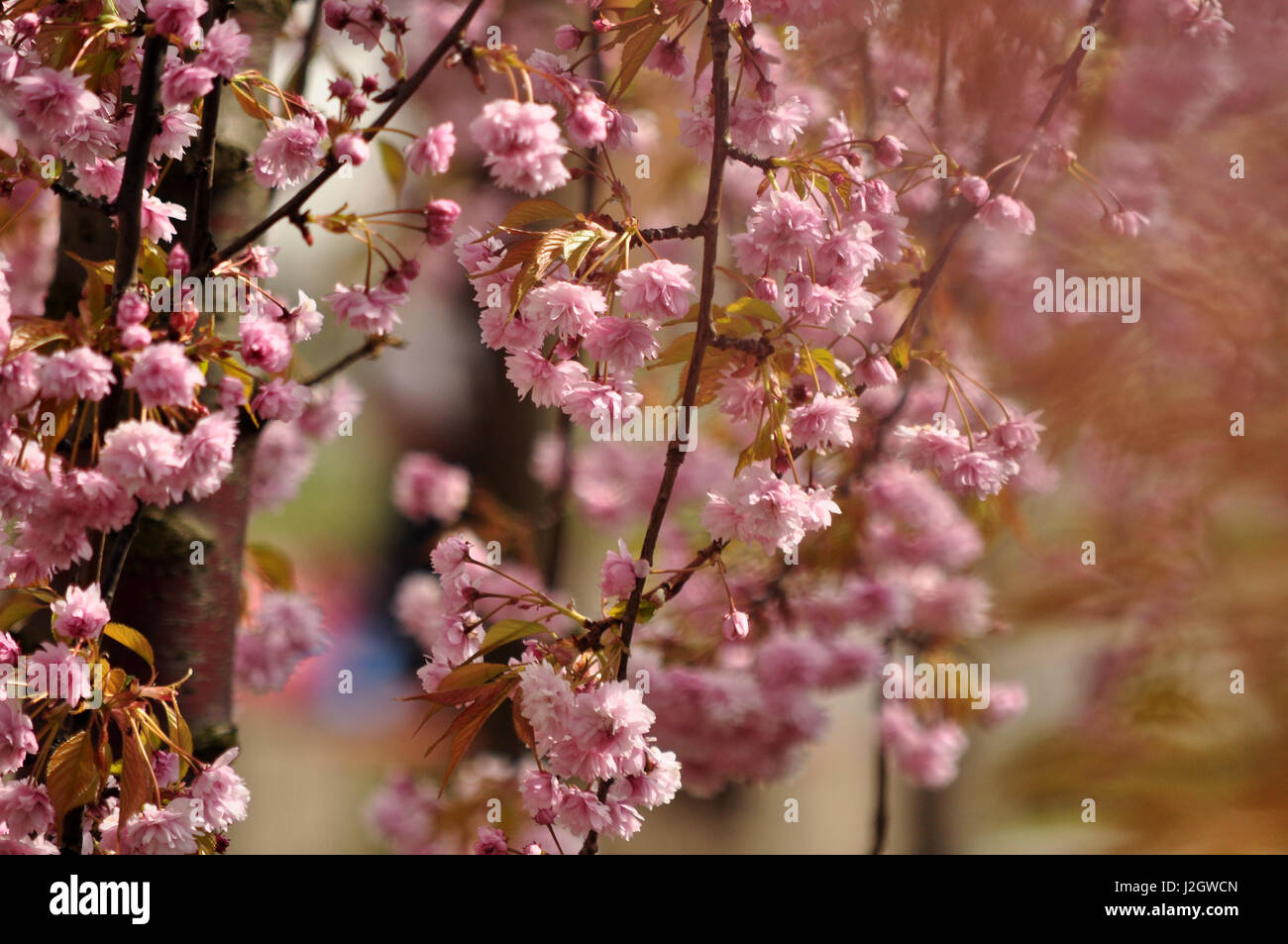 Pink blooming sakura tree branch in the spring park in Gdynia Stock ...