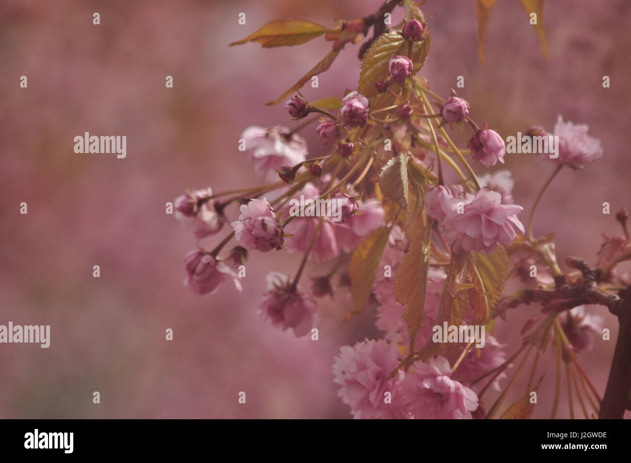 Pink blooming sakura tree branch in the spring park in Gdynia Stock ...