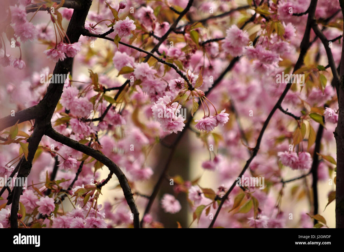 Pink blooming sakura tree branch in the spring park in Gdynia Stock ...
