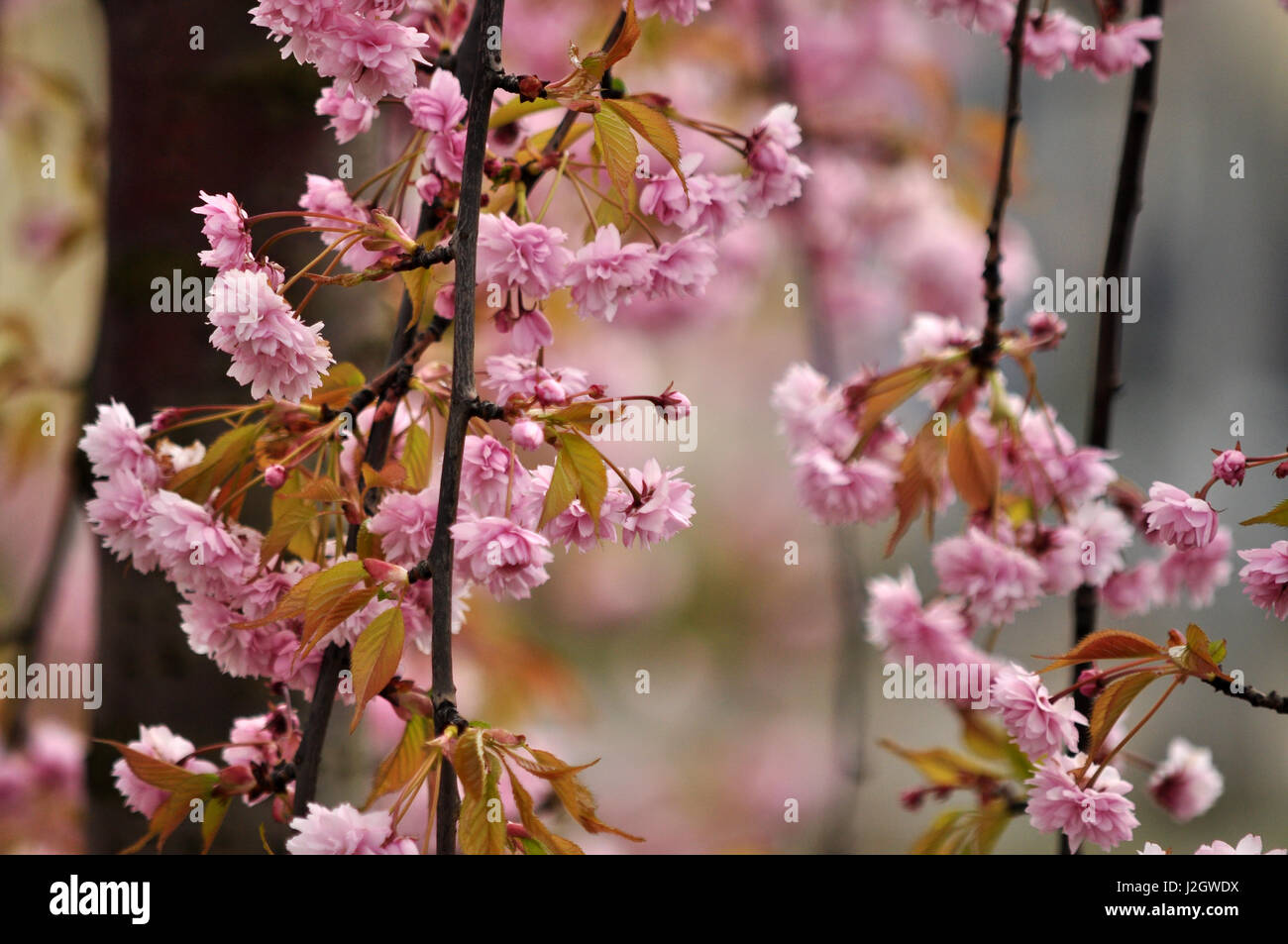 Pink blooming sakura tree branch in the spring park in Gdynia Stock ...
